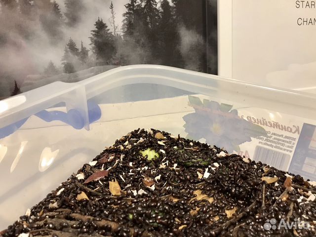 Жук Знахарь (жук чернотелка) от 100 шт