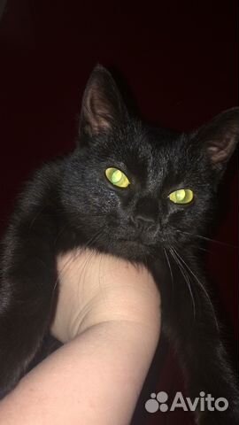 Чёрный котёнок отдам