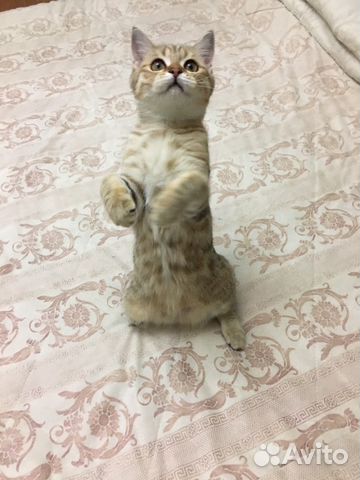 Шотландский котенок