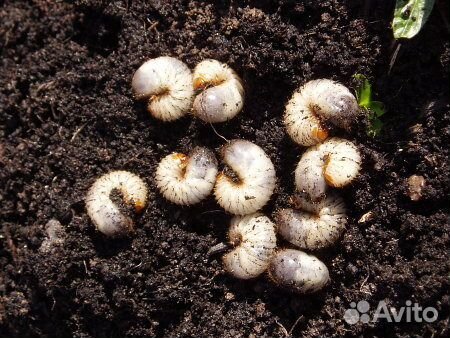 Личинки Майского жука