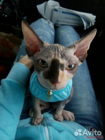 Отдадим в хорошие руки кошечку канадского сфинкса