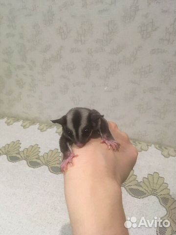 Сахарный поссум