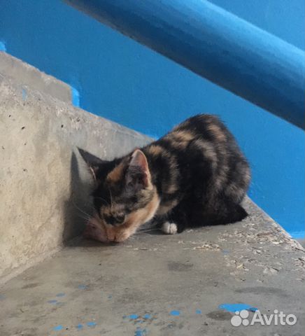 Маленький трехцветный котенок