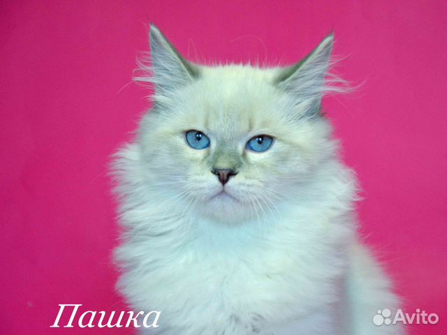 Невский маскарадный подрощенный котенок Пашка