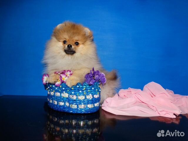 Любимая шпицулька