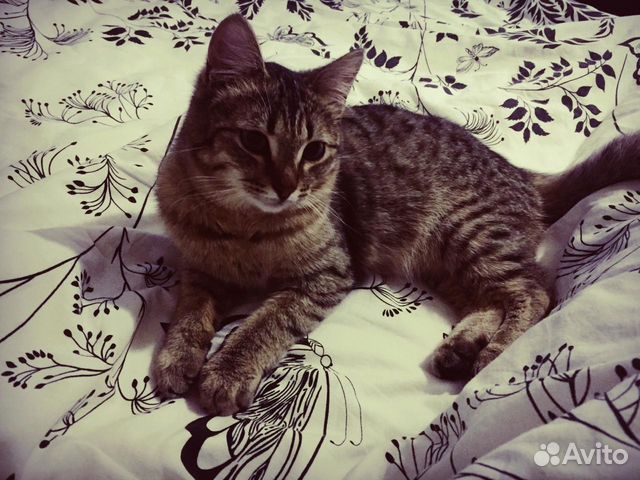Котик камышового окраса