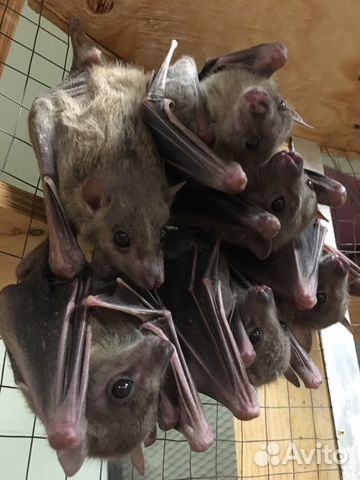 Нильские крыланы