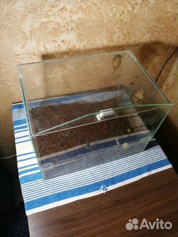 Аквариум с улитками