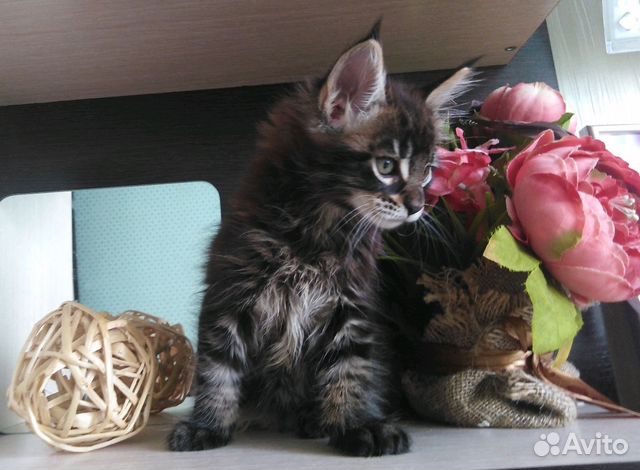 Девочка- Мейн Куночка