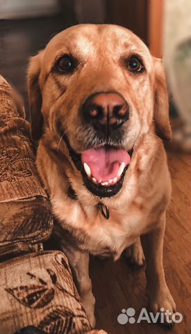 Ищем лабрадоршу