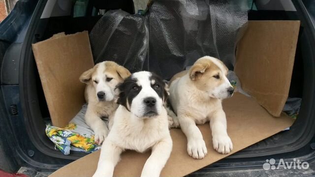 Алабай (среднеазиатская овчарка)