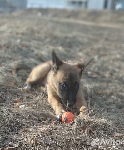 Щенок рабочего разведения