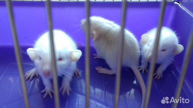 Крысята Дамбо Белые