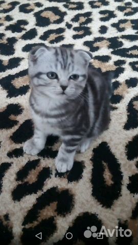 Шотланская кошка