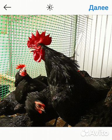 Синь синь дянь, Ухейилюй. Цыплята