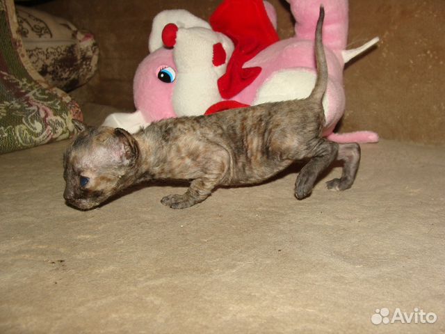 Будет с химической завивкой) урал рекс