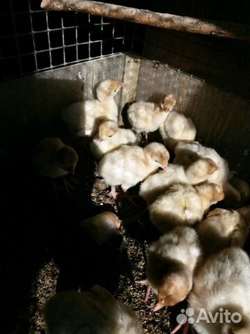 Индюшата.цыплята