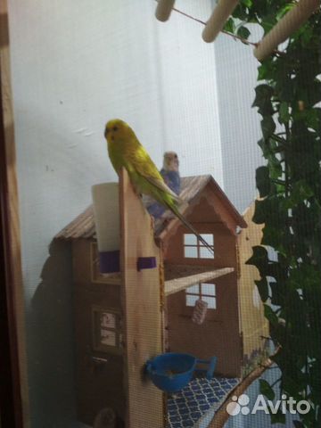 Продам пару волнистых попугаев и пару амадинов
