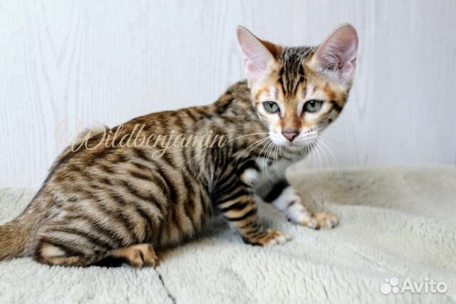 Девочка и мальчик тойгер