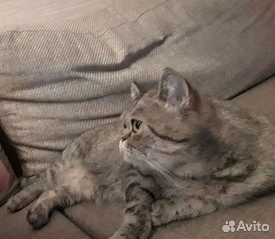 Кошка Шотландская