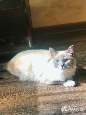 Кошечка (котёнок) 6 месяцев