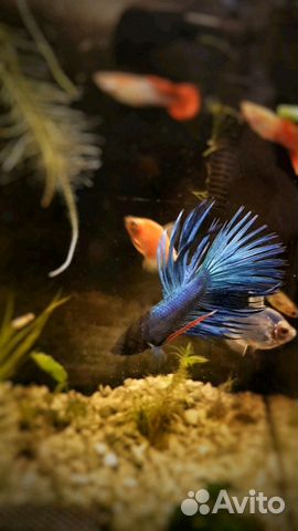 Рыбка петушок "дракон"
