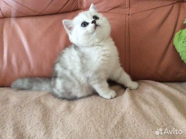 Котёнок британской шиншилы