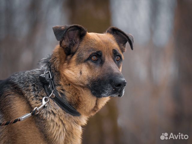 Овчарка в добрые руки