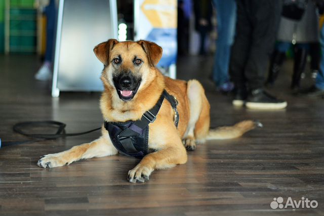 Лейла ищет дом