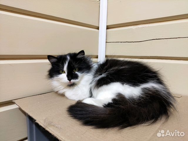 Кошечка Марфуша в добрые ручки