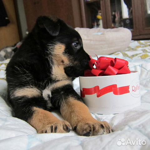 Щенок