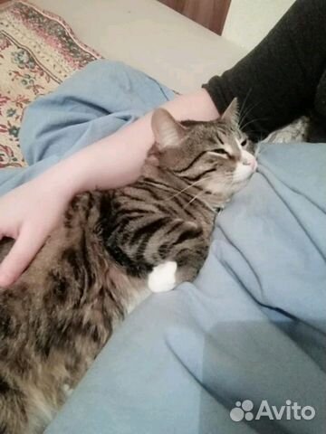 Котик-тигрик