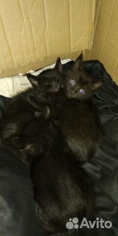 Черные котята 2мес в добрые руки