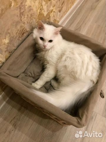 Белый кот Афоня