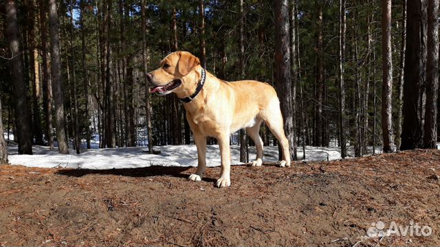 Лабрадор на вязку