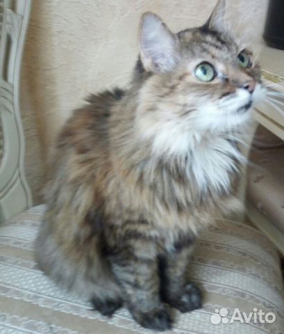 Марго в добрые руки