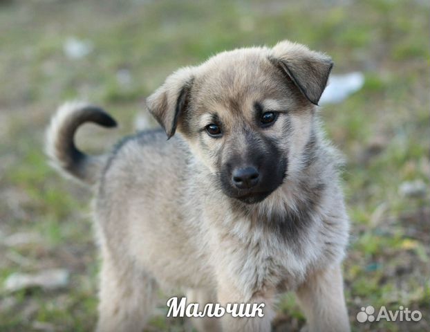 Крупный умный щенок Мишка ищет дом