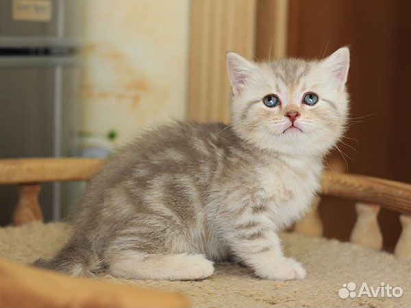 Мишка - расписное чудо-котик