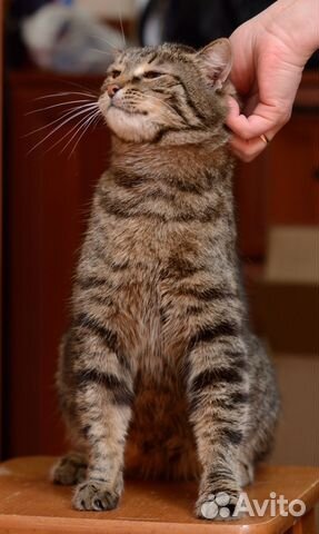 Кот ищет дом