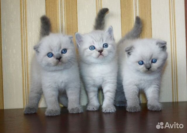 Черныши блюшки