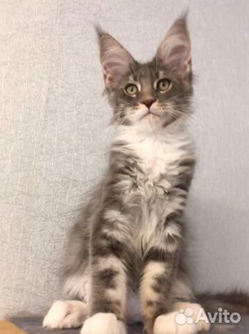 Питомник предлагает котика
