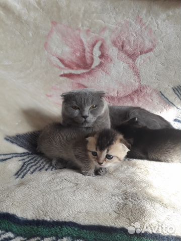 Котята британской золотой шиншиллы