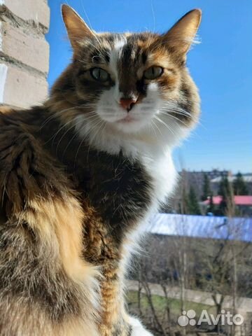 Вязка с котом