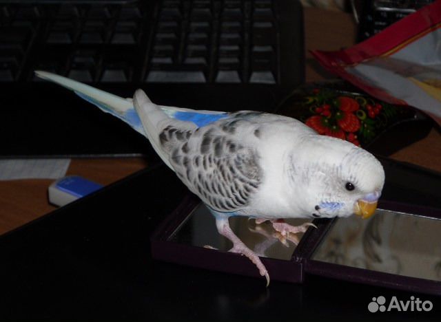 Волнистый попугай