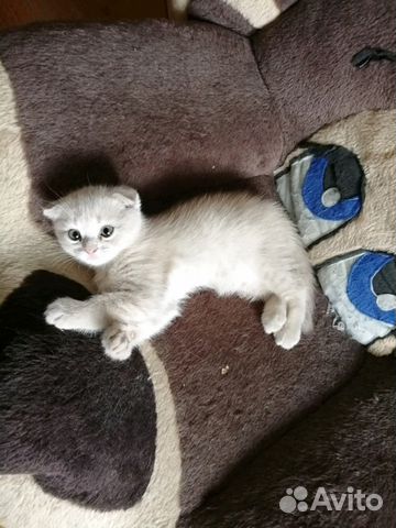 Продам котёнка