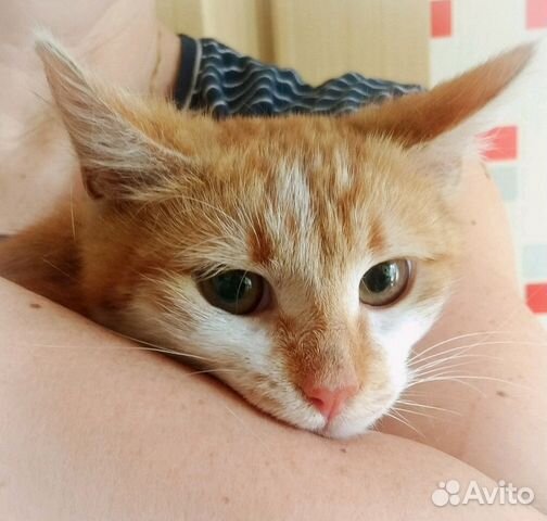 Яркий рыжий котёнок Винсент в дар