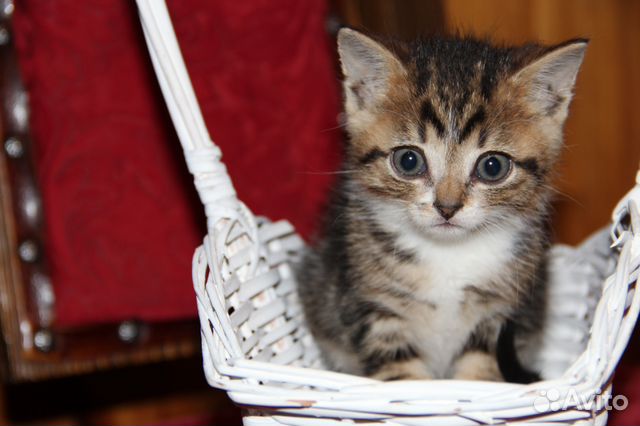 Карапузы ищут дом