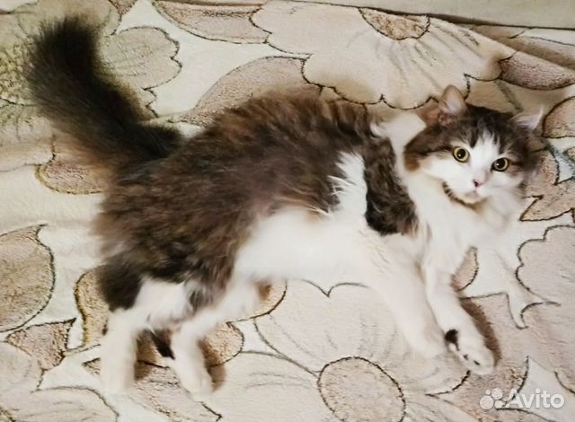 Анфиса ждёт хозяина