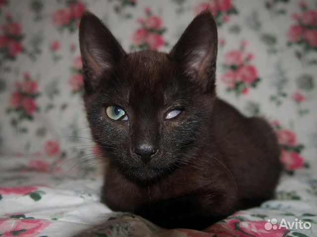 Котята Инь и Янь ищут дом