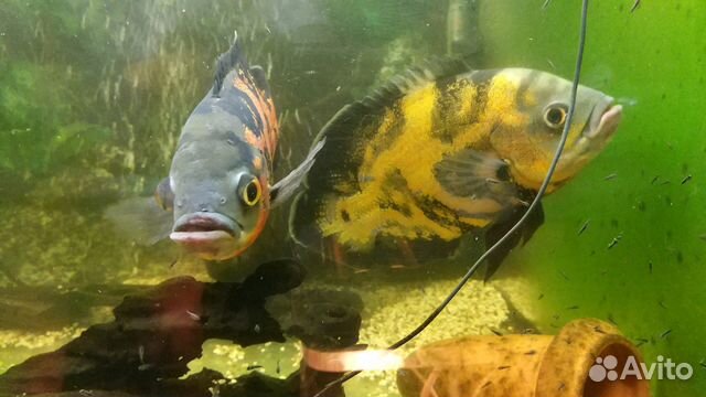 Астронотус мальки